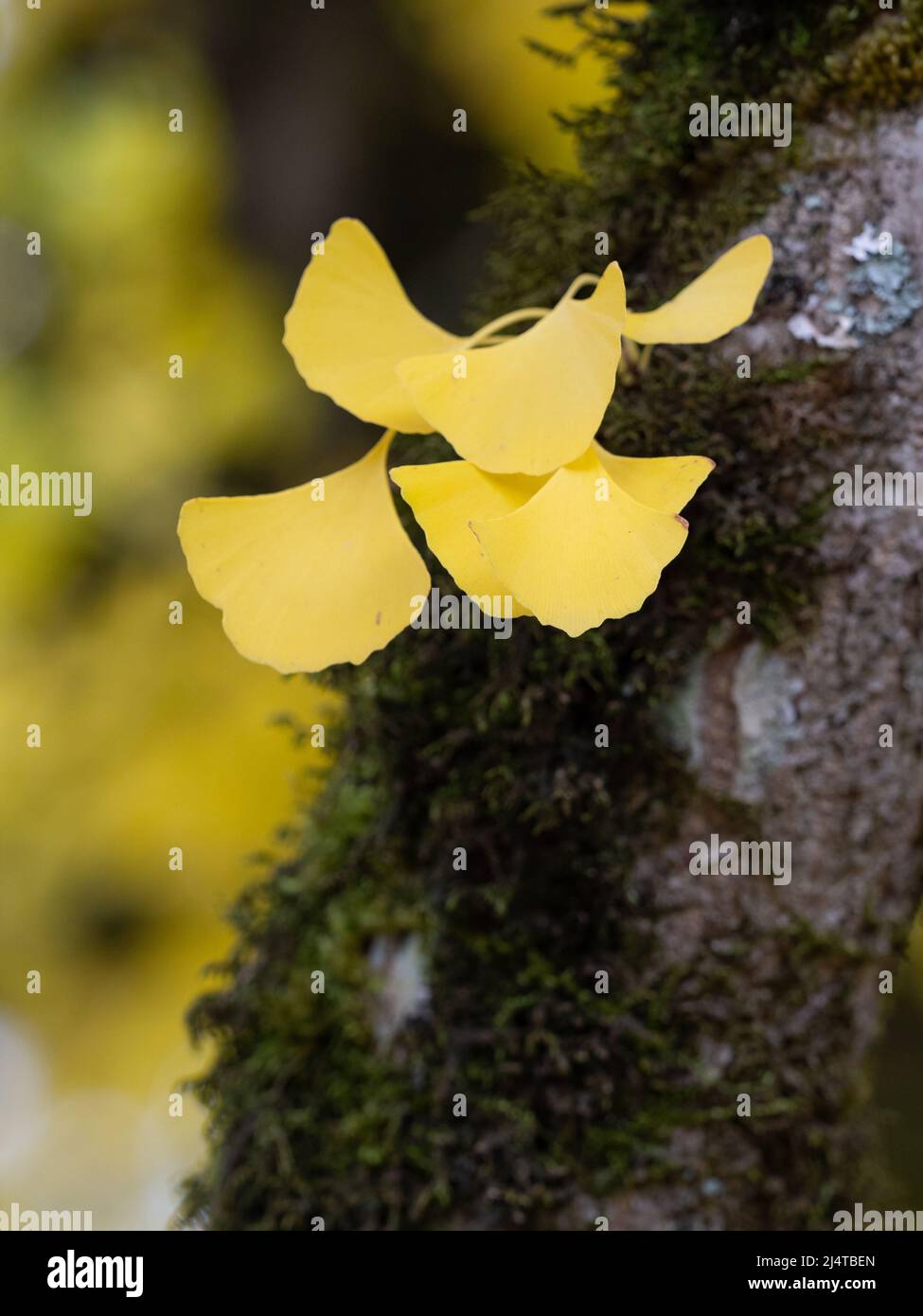 Gold Gingko biloba leaves attached to a mossy tree trunk and ...