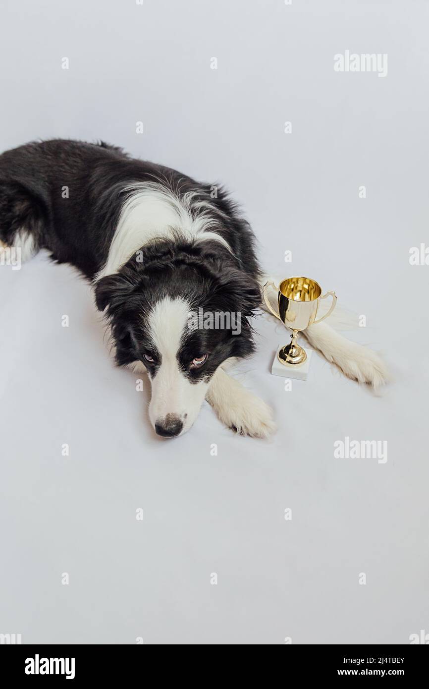 Puppy bowl trophy hi-res stock photography and images - Alamy