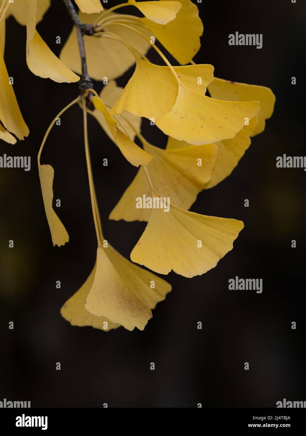 Multiple golden Gingko biloba leaves on a branch against a black ...