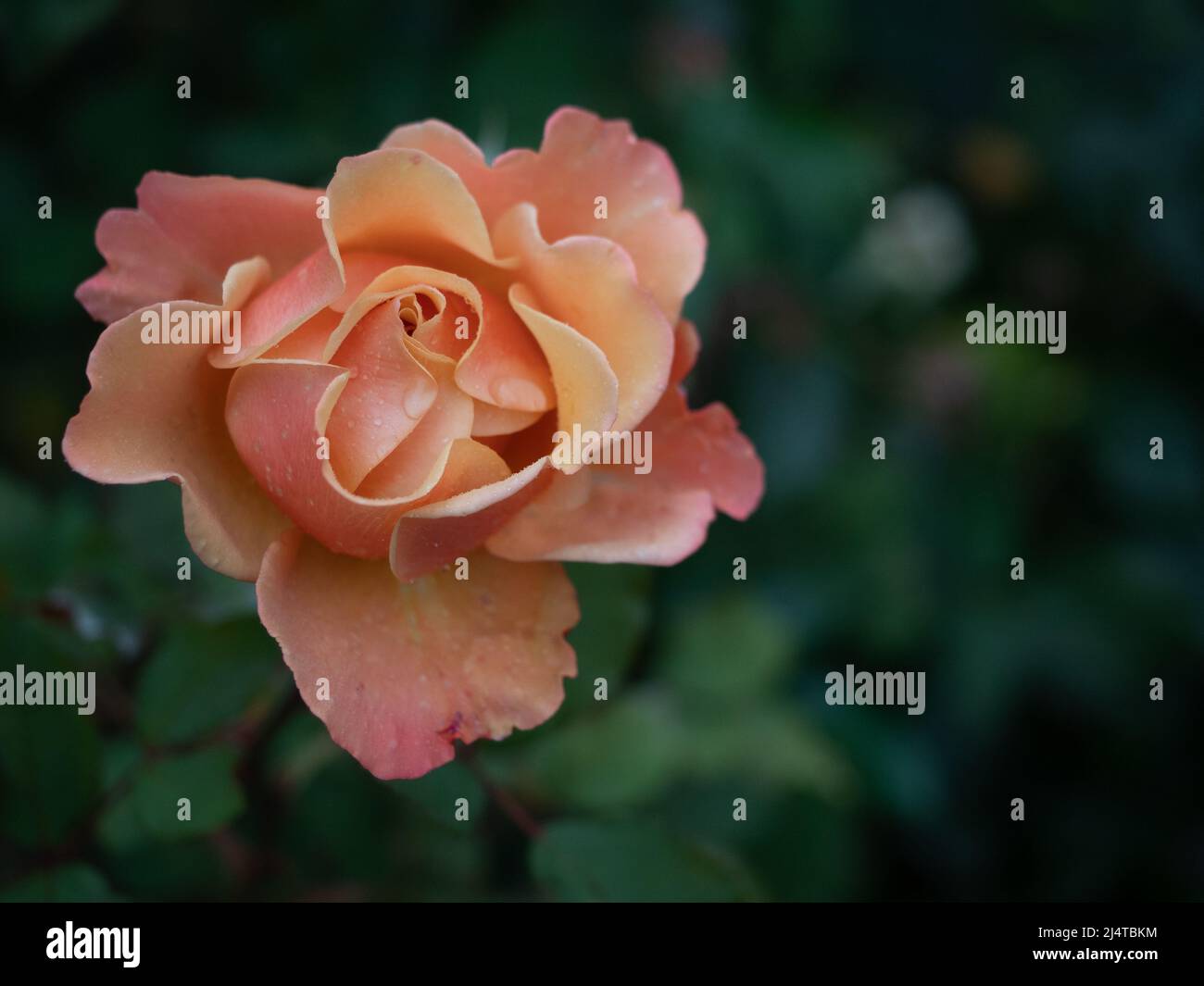 Portland rose garden hi-res stock photography and images - Alamy