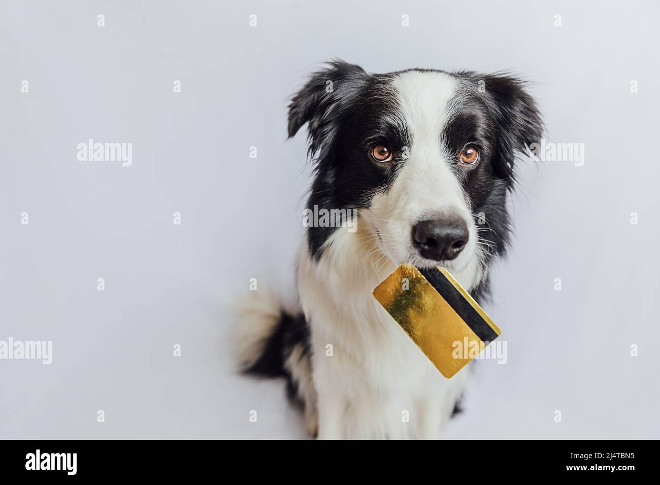 Cute puppy dog border collie holding gold bank credit card in mouth ...