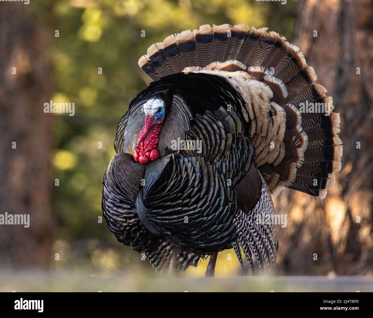 Close up wild turkey hi-res stock photography and images - Alamy