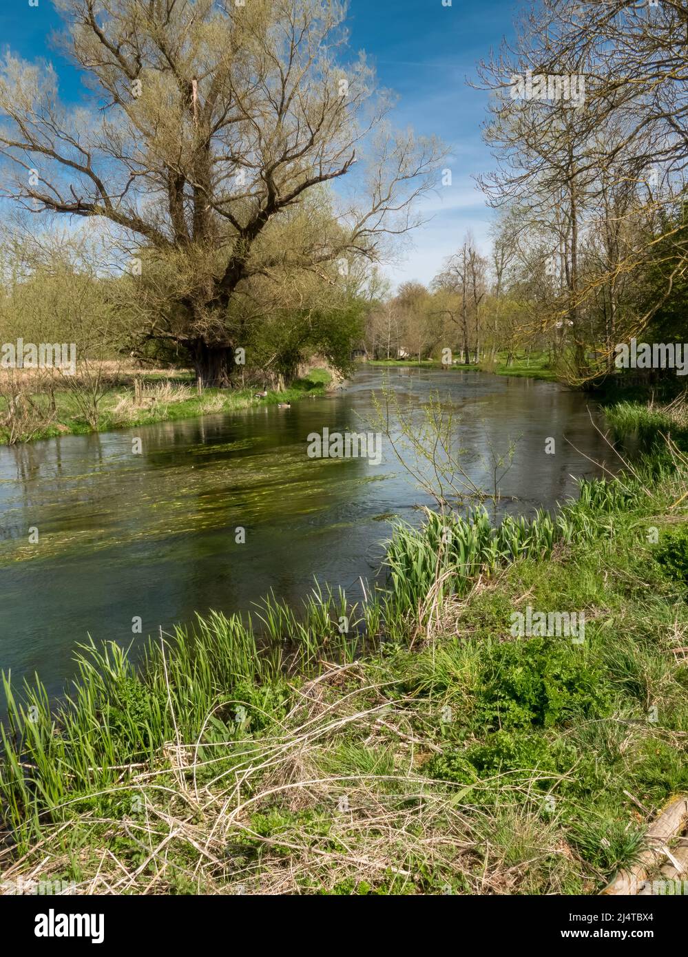 a scenic view of the river avon in Wiltshire in vibrant Spring, flowing ...