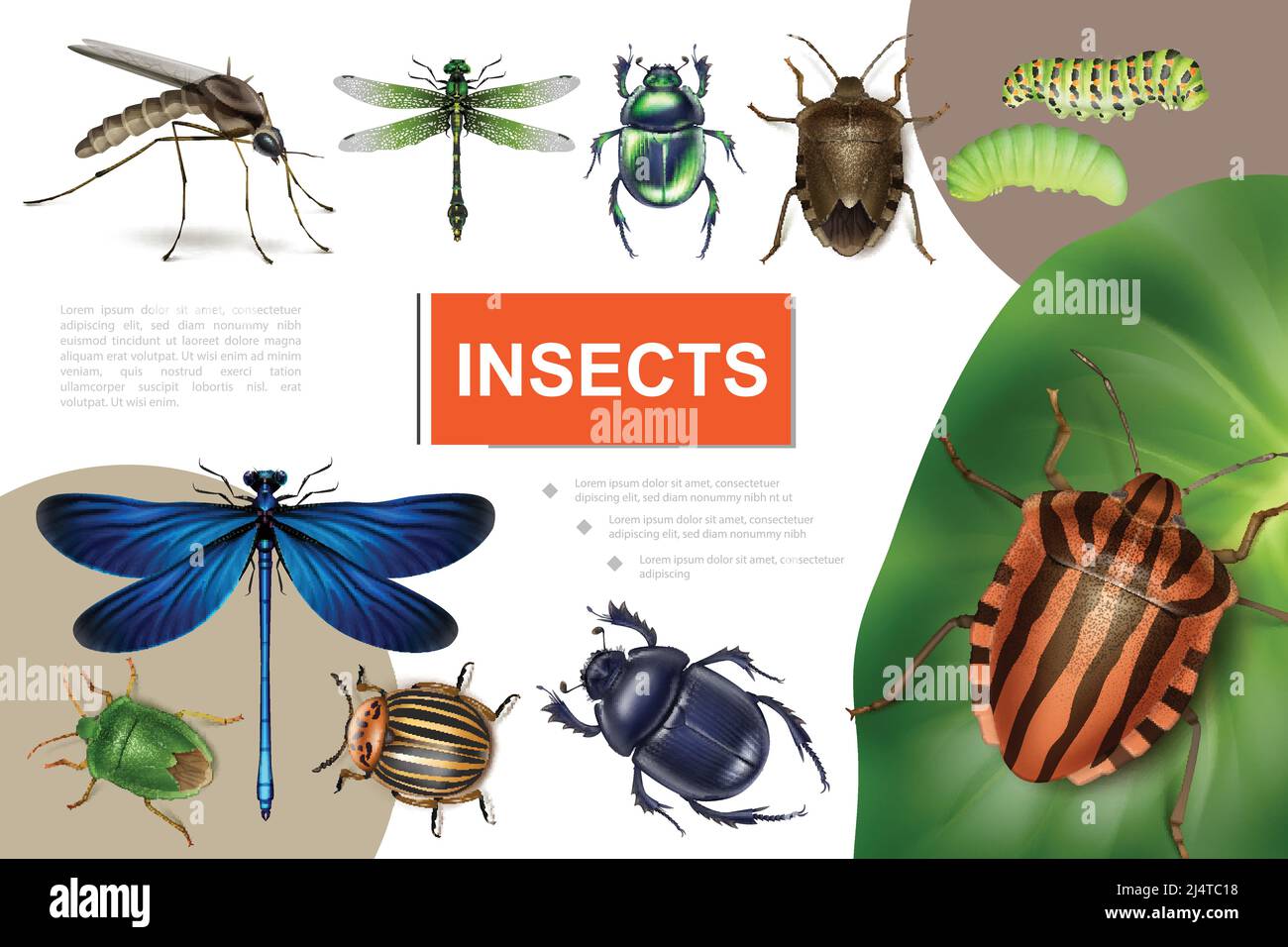 Realistic insects colorful composition with colorado beetle on potato ...