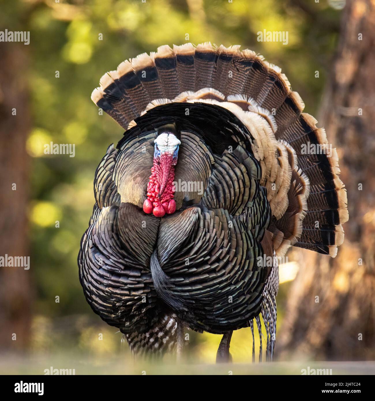 Close up wild turkey hi-res stock photography and images - Alamy