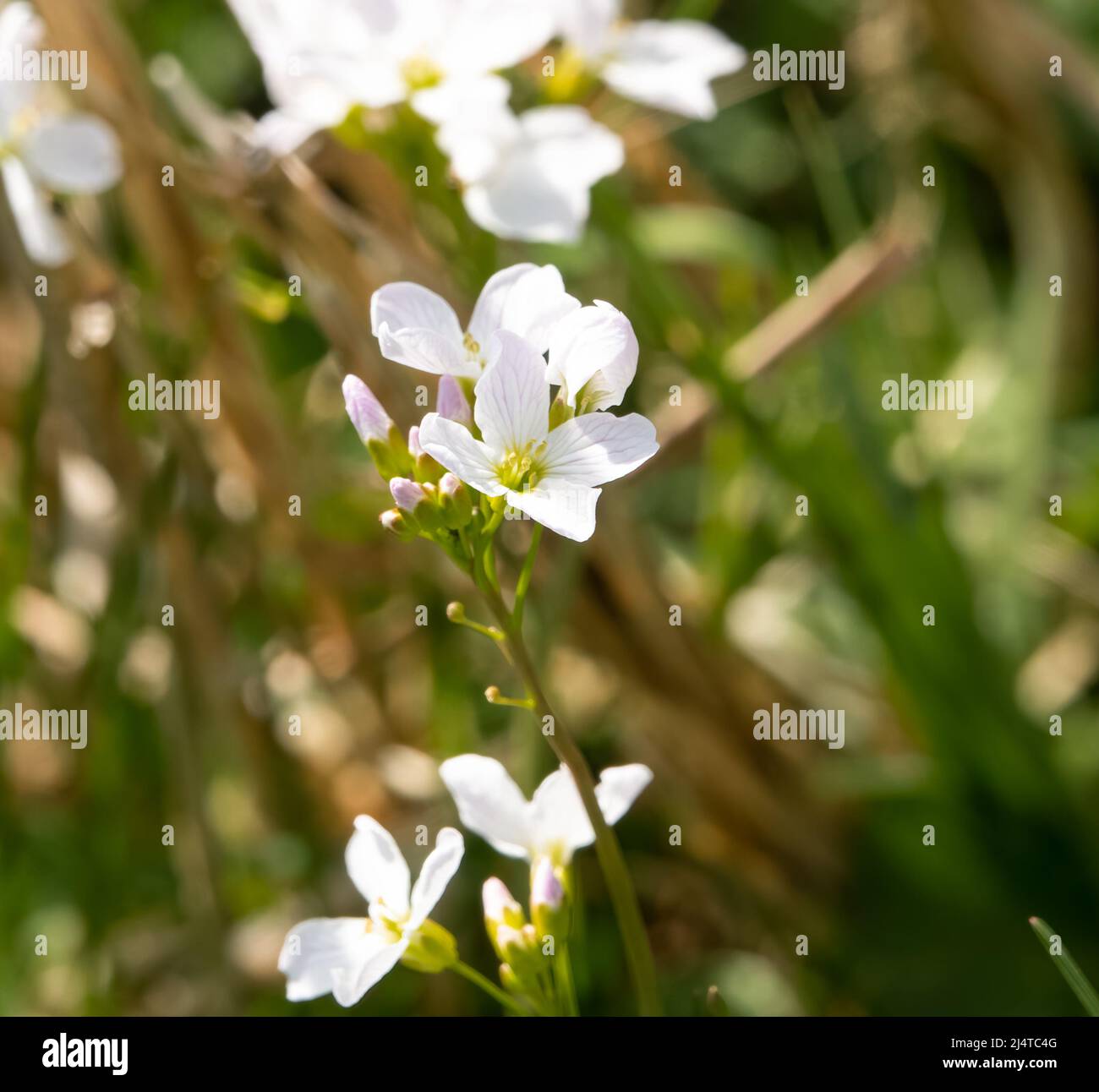 Cuckoo flower leaf hi-res stock photography and images - Alamy