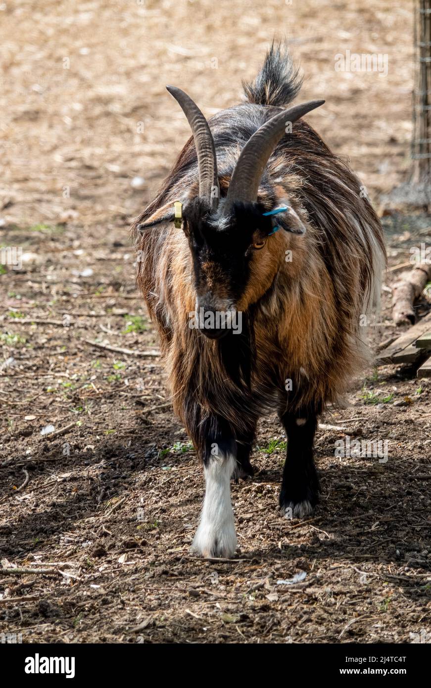 closeup of a Finnish Landrace goat (Capra aegagrus hircus Stock Photo ...