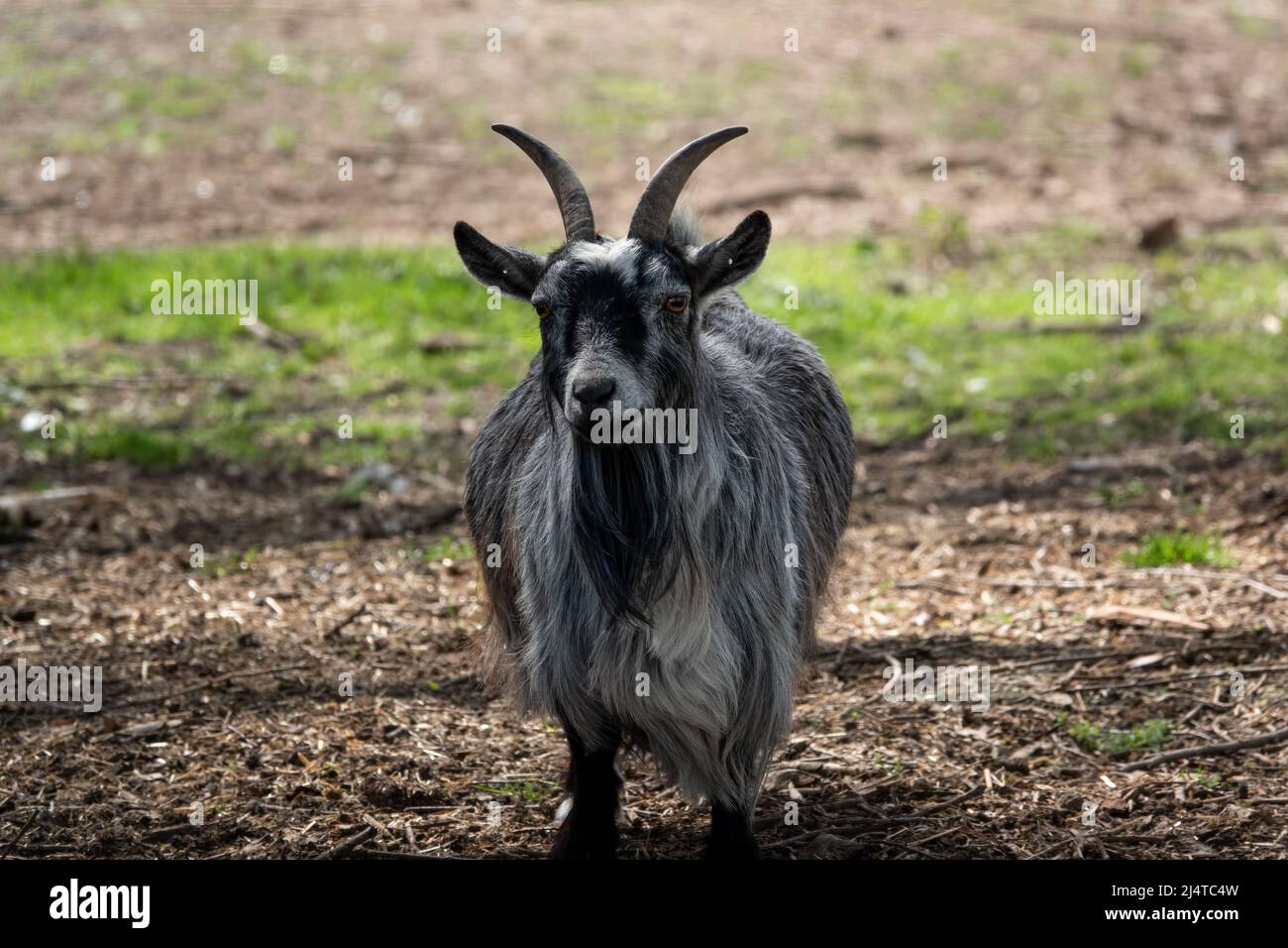 closeup of a Finnish Landrace goat (Capra aegagrus hircus Stock Photo ...