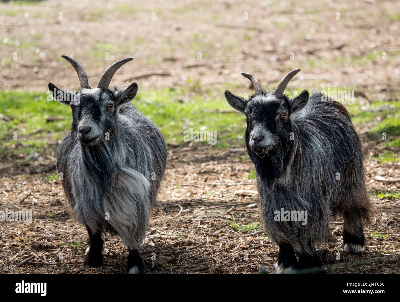closeup of a Finnish Landrace goat (Capra aegagrus hircus Stock Photo ...