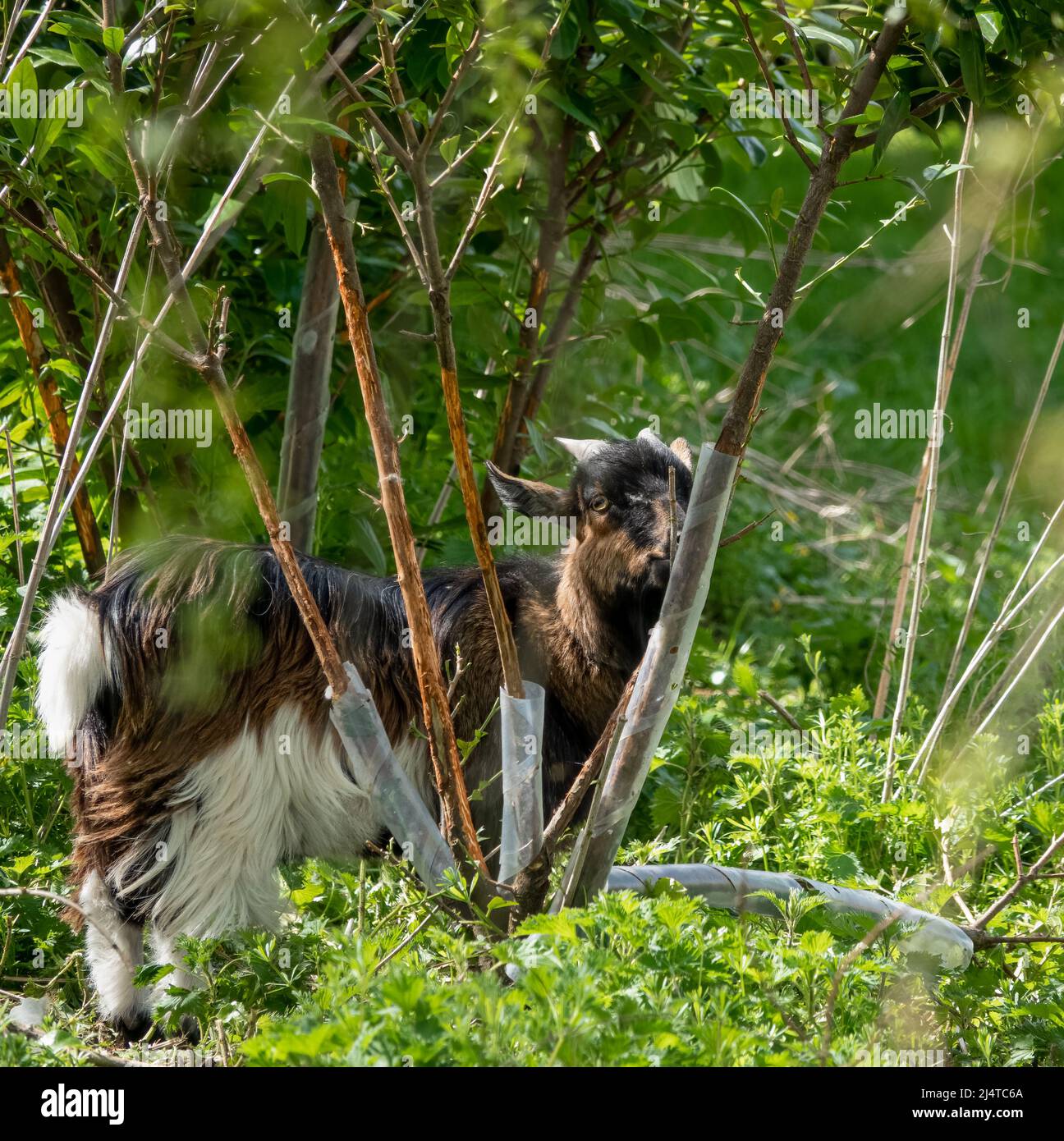 closeup of a Finnish Landrace goat (Capra aegagrus hircus Stock Photo ...