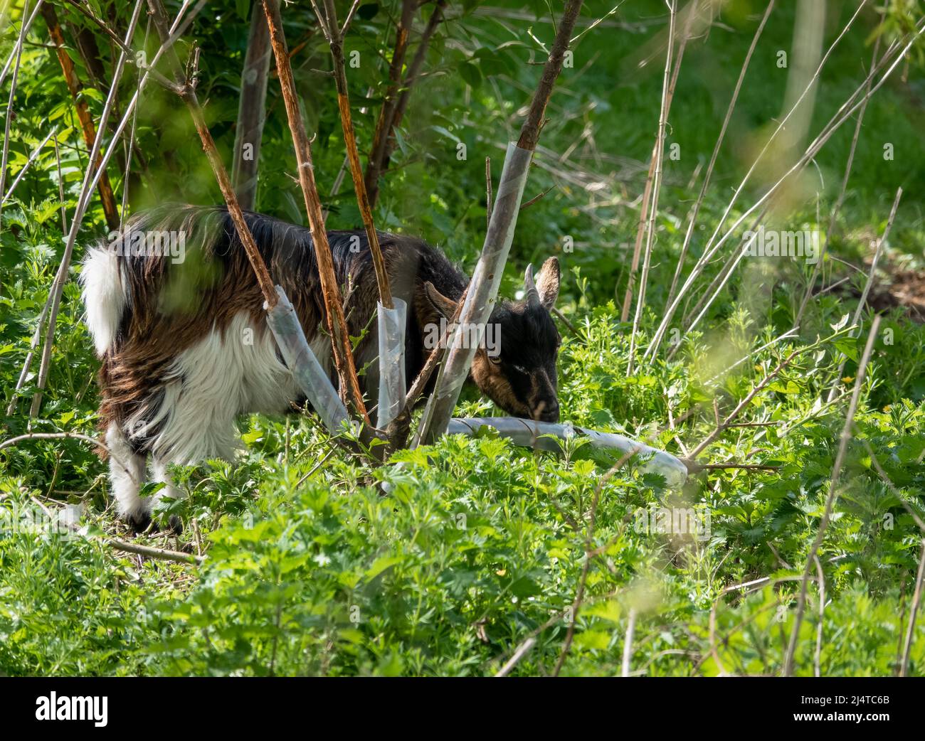 closeup of a Finnish Landrace goat (Capra aegagrus hircus Stock Photo ...
