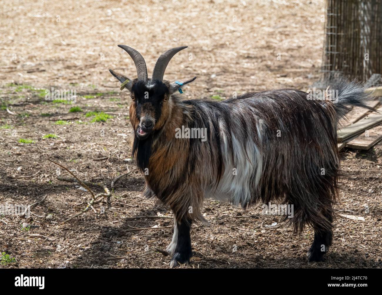 closeup of a Finnish Landrace goat (Capra aegagrus hircus Stock Photo ...