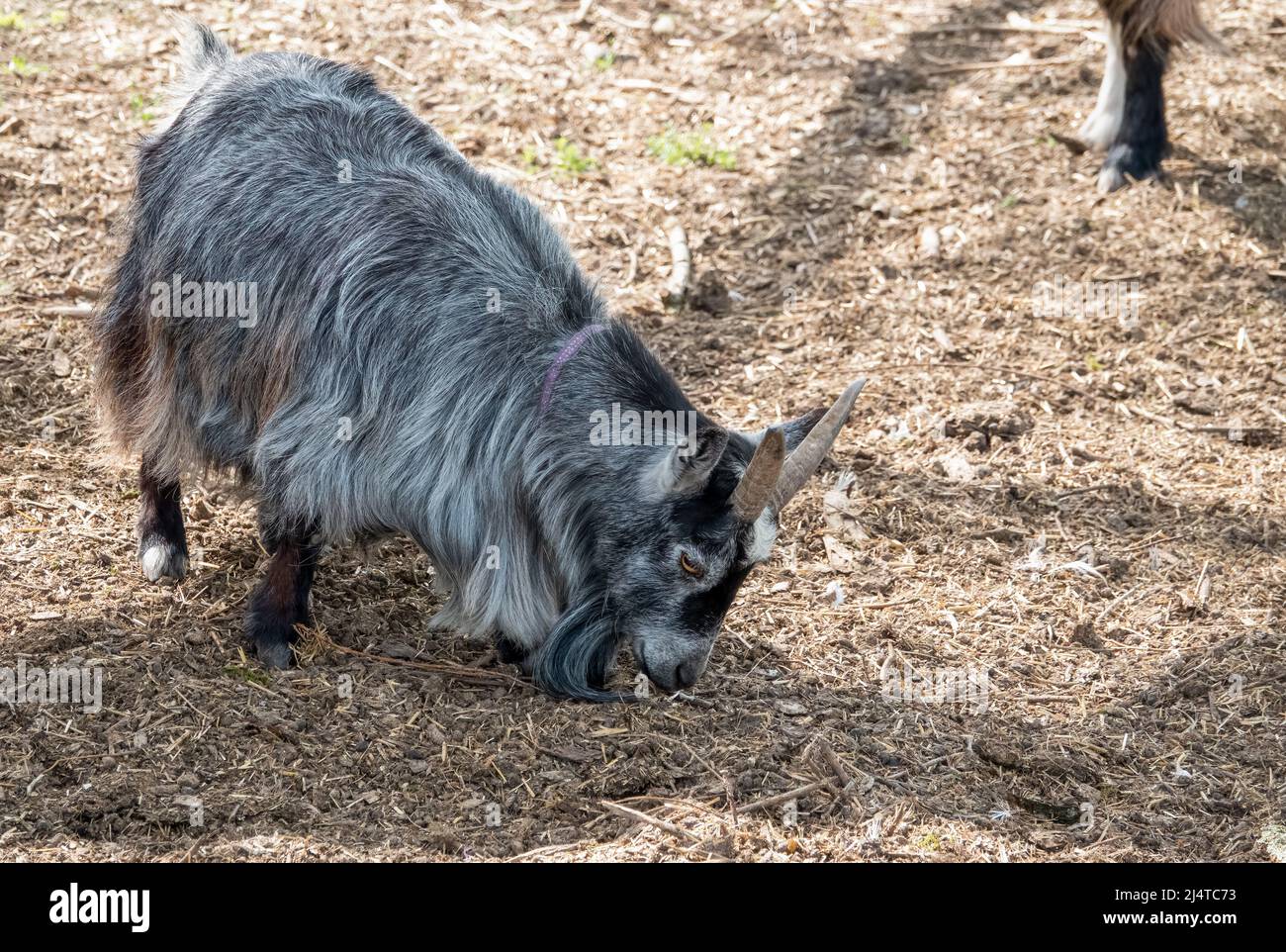 closeup of a Finnish Landrace goat (Capra aegagrus hircus Stock Photo ...