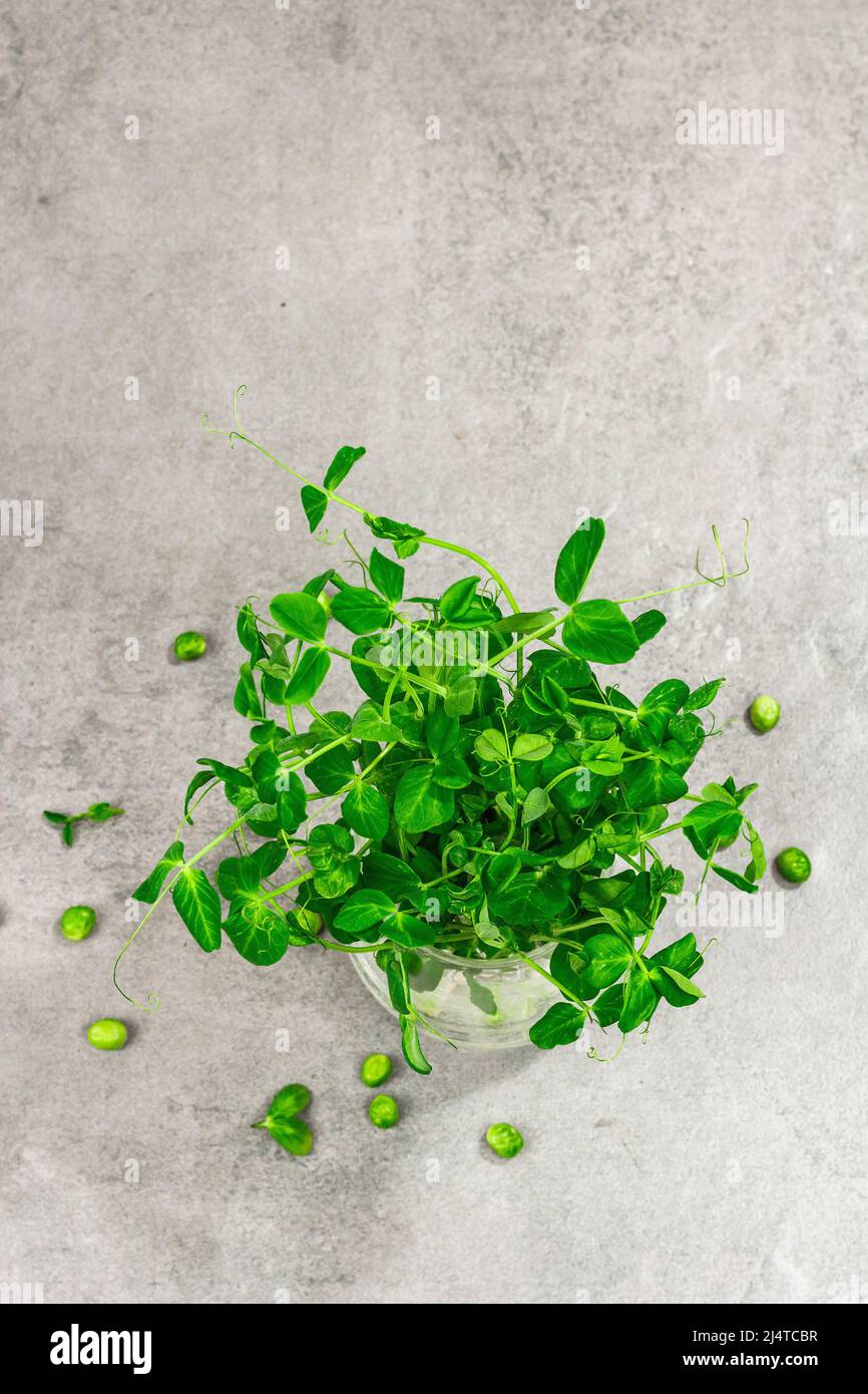Sprouts of a young pea. Fresh food ingredient for a healthy lifestyle ...