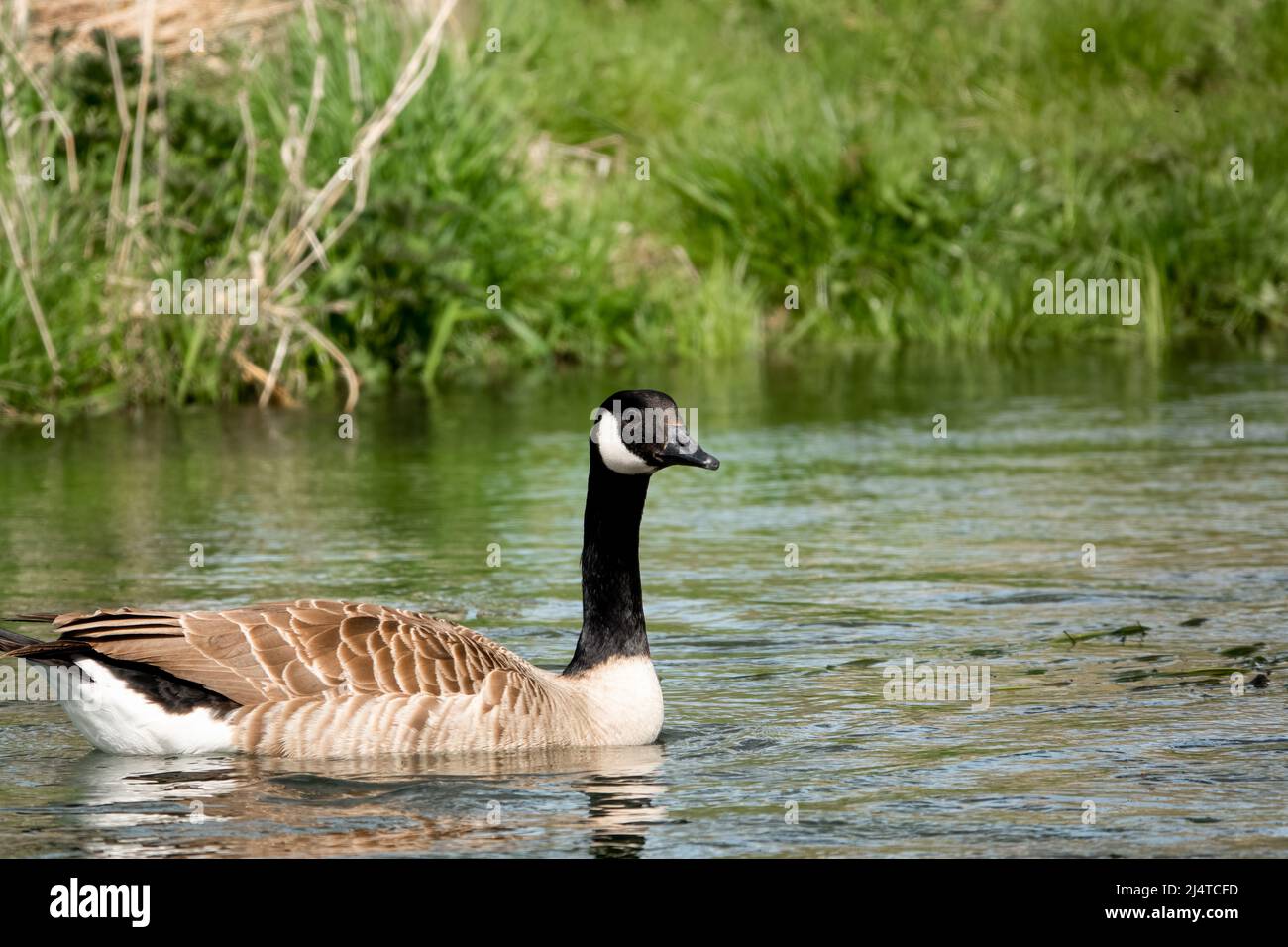 a canada goose (Branta canadensis) in springtime keeping an eye out ...