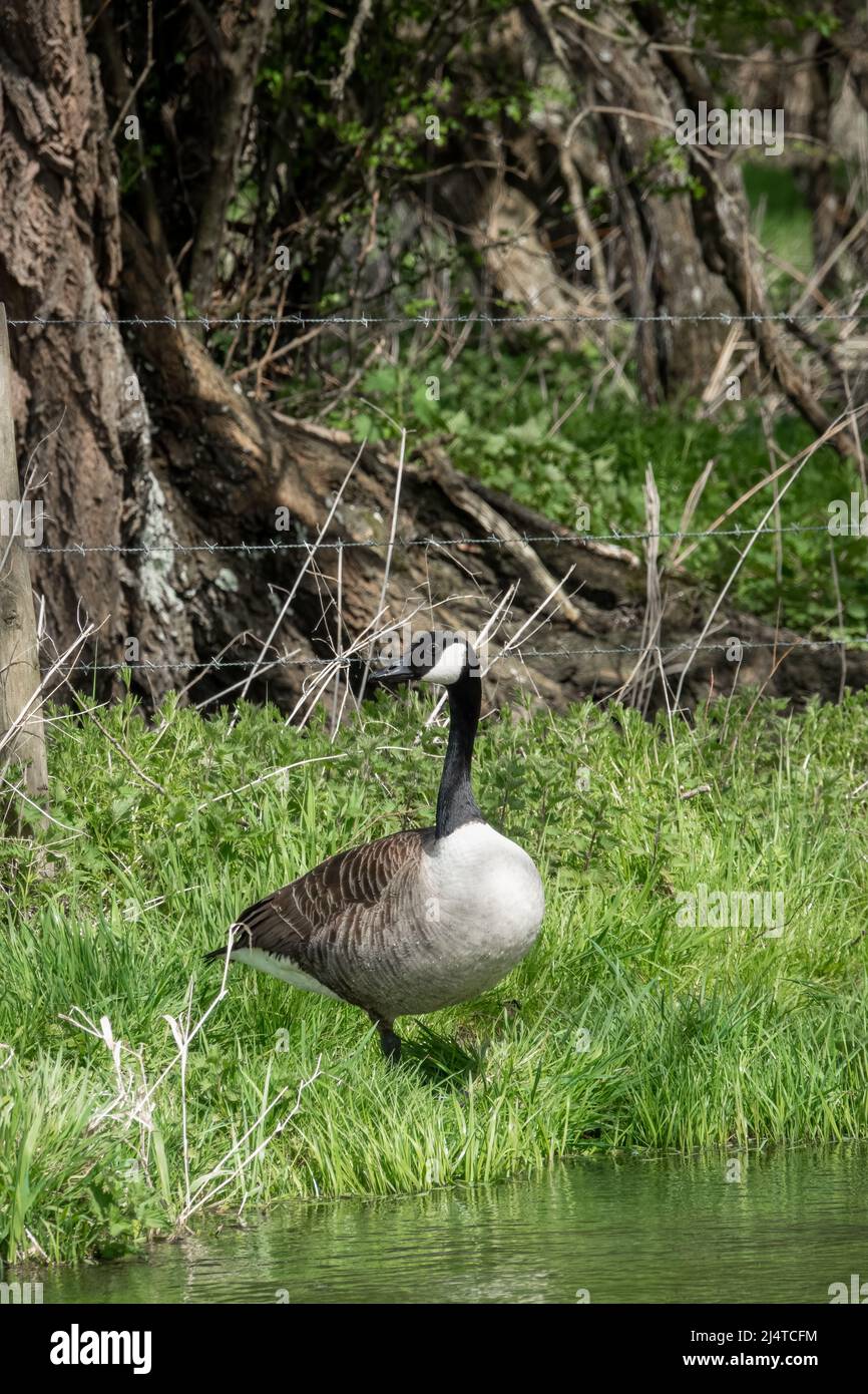 a canada goose (Branta canadensis) in springtime keeping an eye out ...