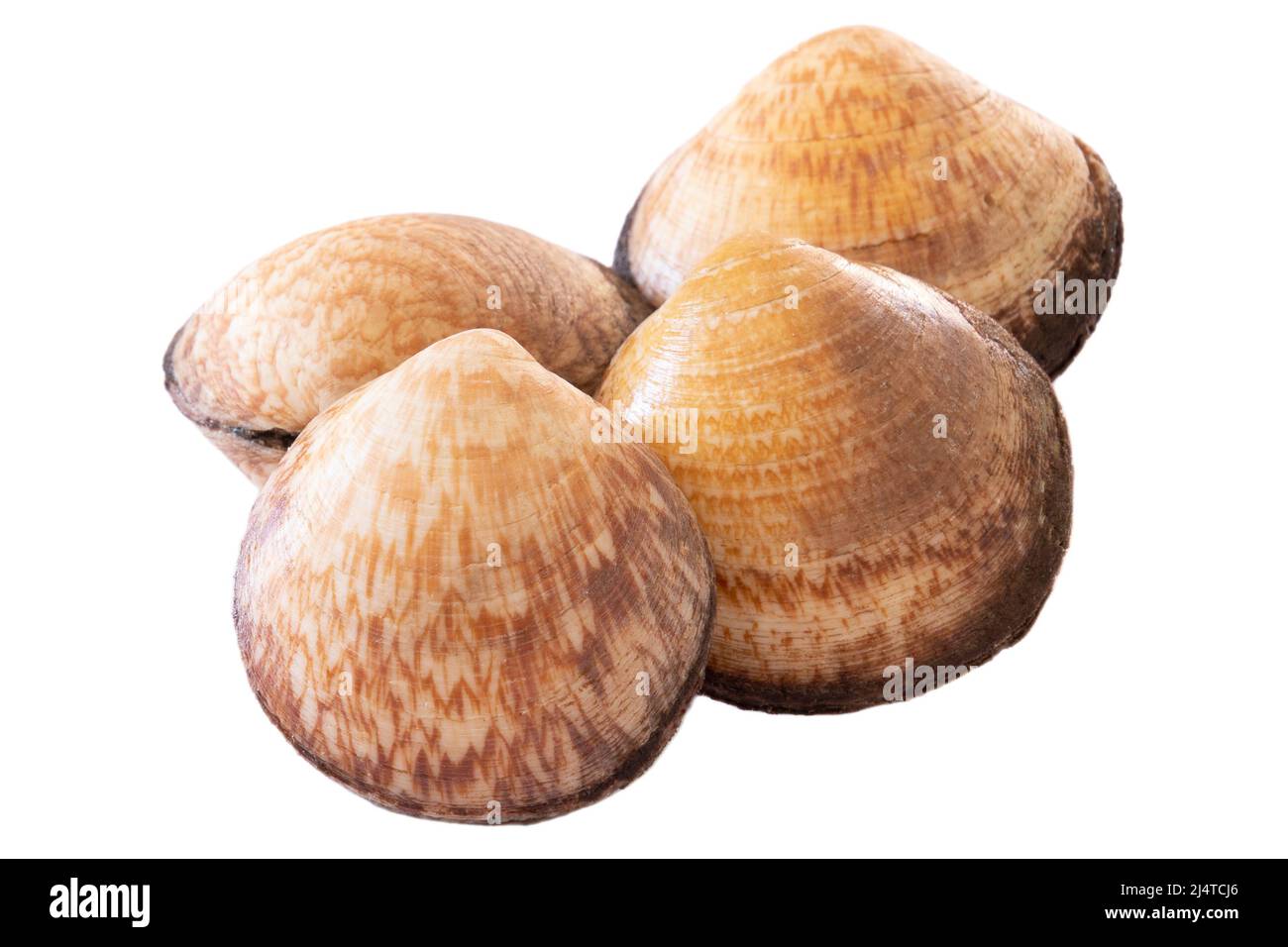 clam isolated on a white background Stock Photo - Alamy