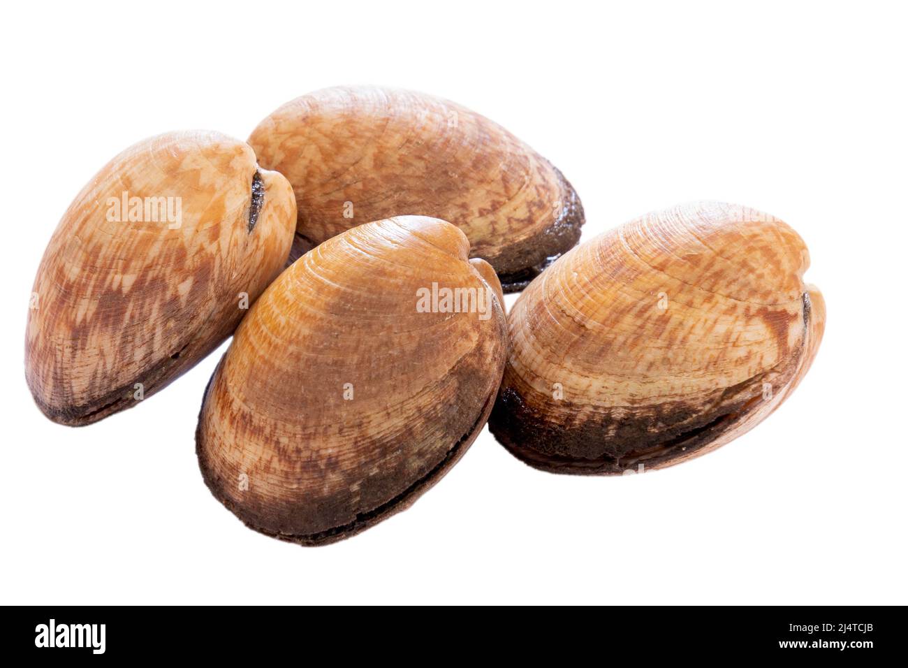 Closed clam shell hi-res stock photography and images - Alamy