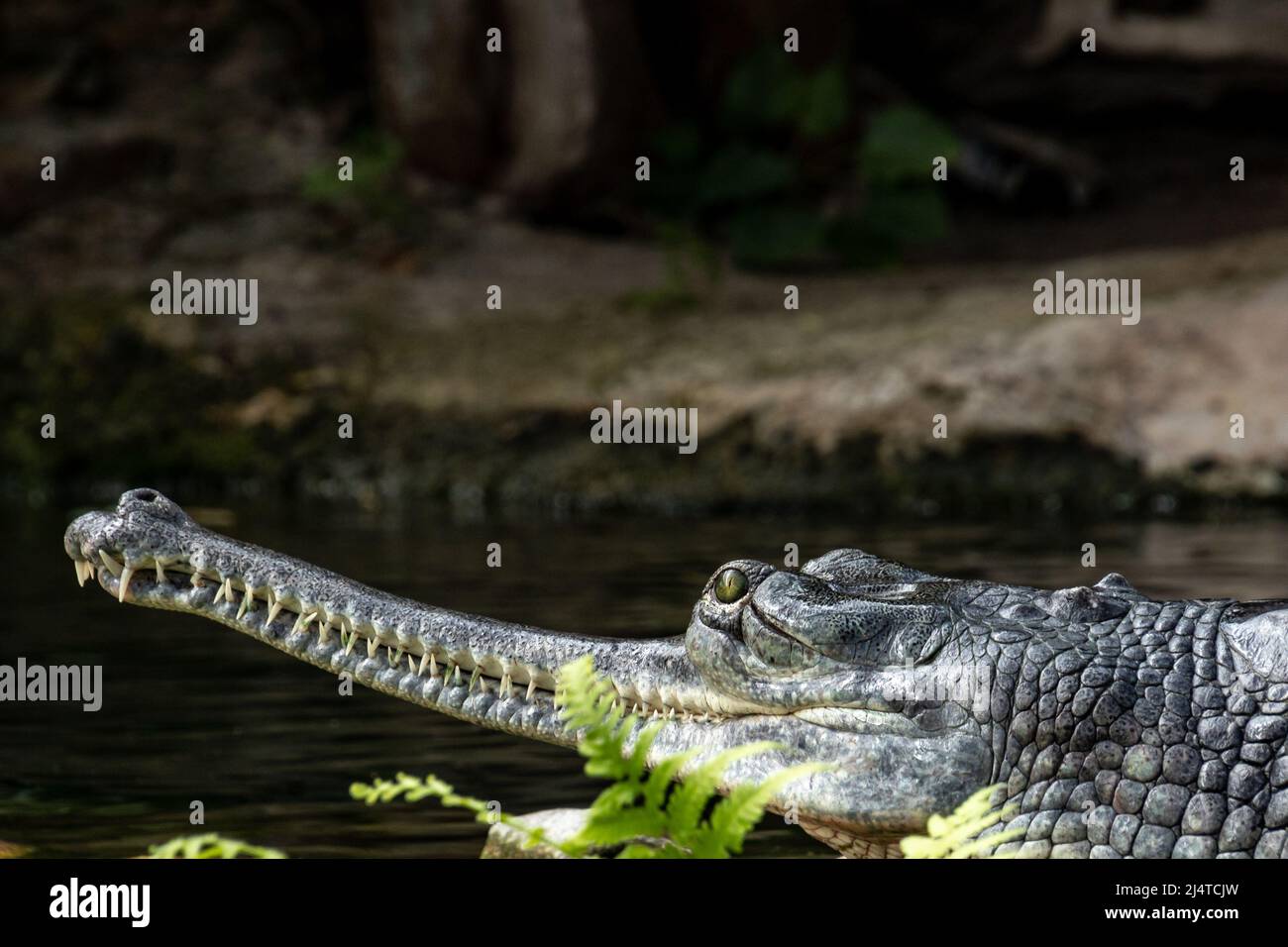 Mouth of ganges hi-res stock photography and images - Alamy