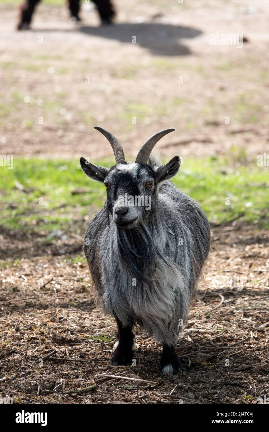 closeup of a Finnish Landrace goat (Capra aegagrus hircus Stock Photo ...