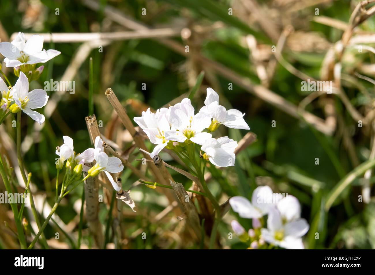 Cuckoo flower leaf hi-res stock photography and images - Alamy