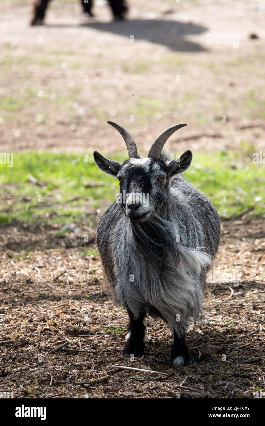 Finnish landrace goat hi-res stock photography and images - Alamy