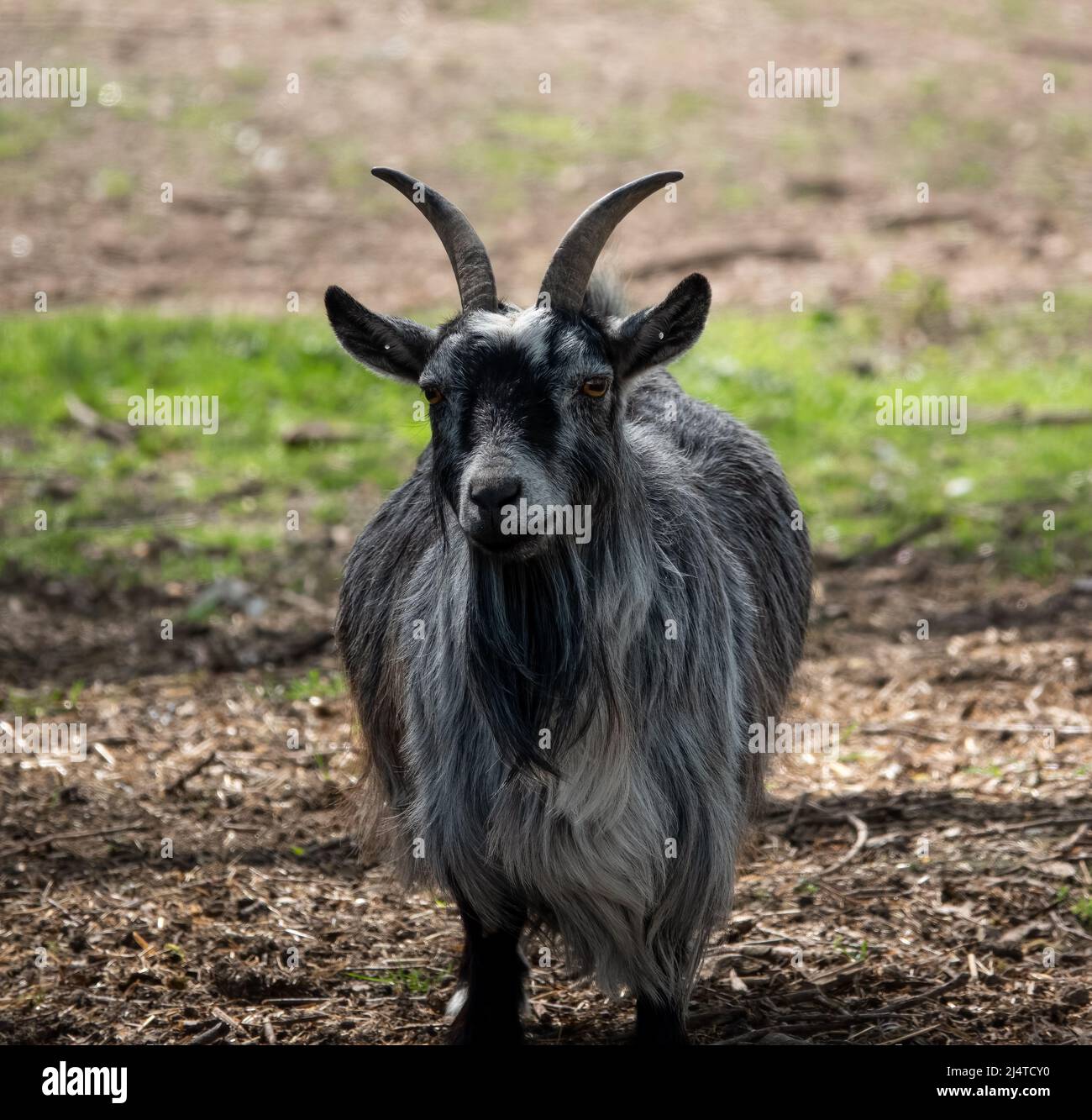 Finnish landrace goat hi-res stock photography and images - Alamy