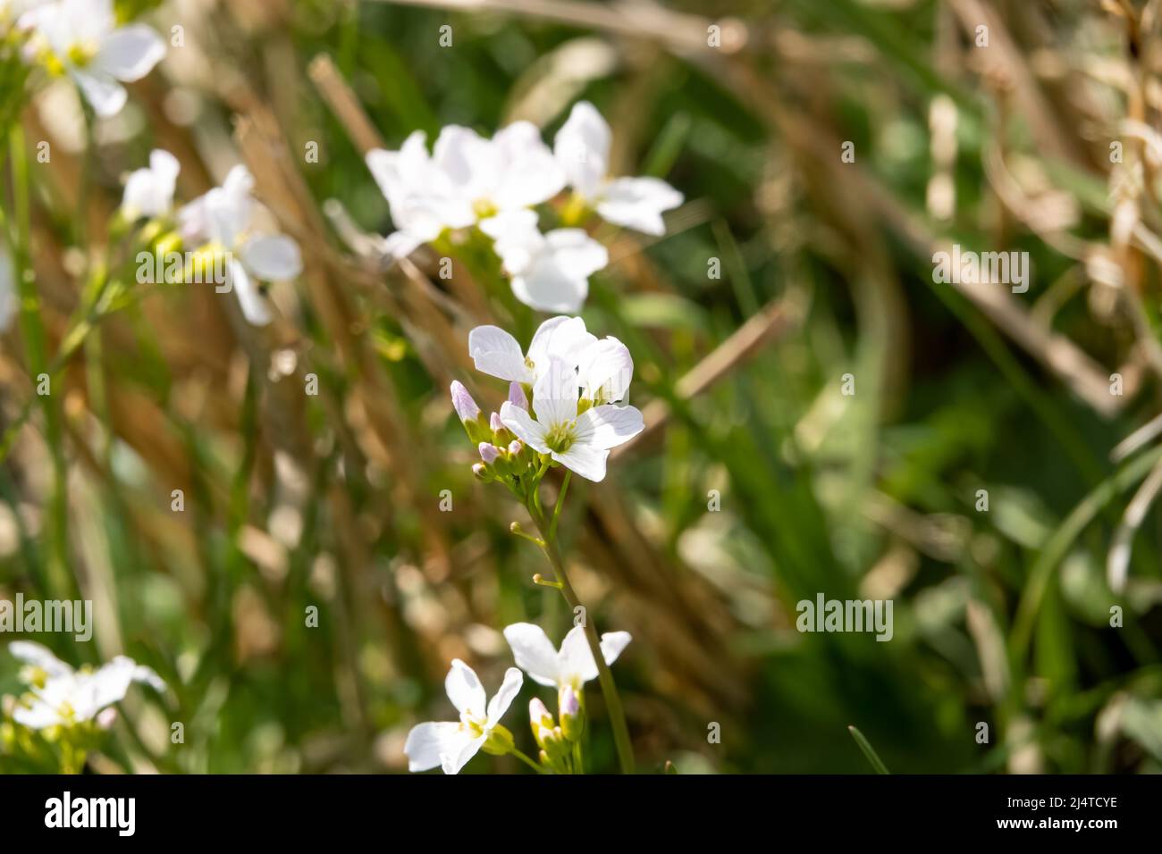 Cuckoo flower leaf hi-res stock photography and images - Alamy