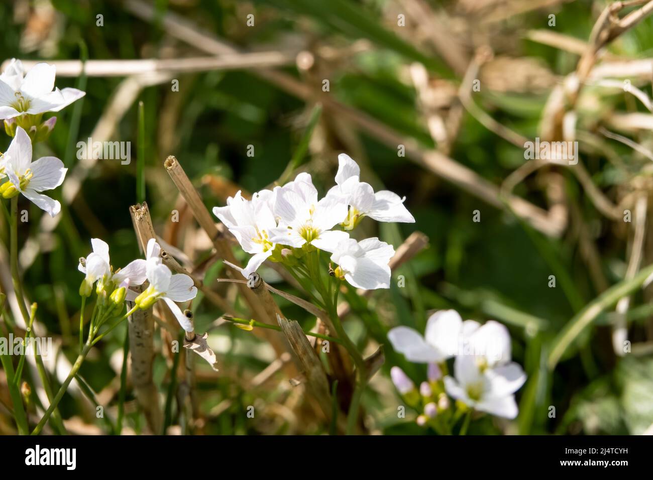 closeup in spring sunshine of white cuckoo flower heads (Cardamine ...