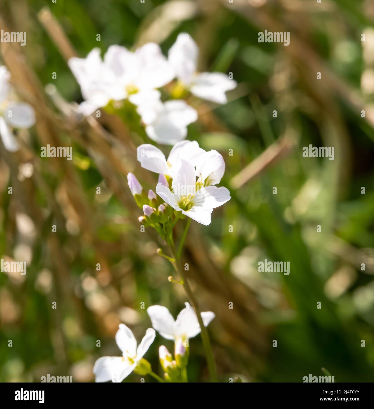 Cuckoo flower leaf hi-res stock photography and images - Alamy