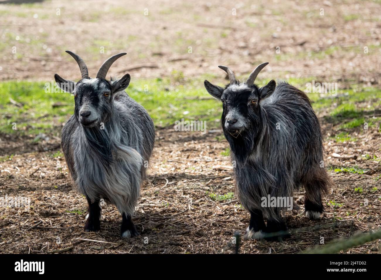 closeup of a pair of Finnish Landrace goats (Capra aegagrus hircus ...
