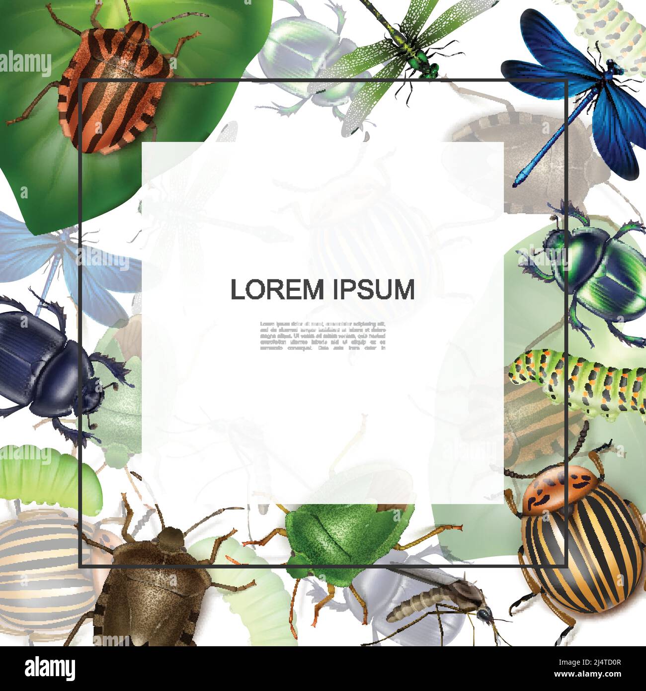 Realistic macro insects template with frame for text dragonflies ...