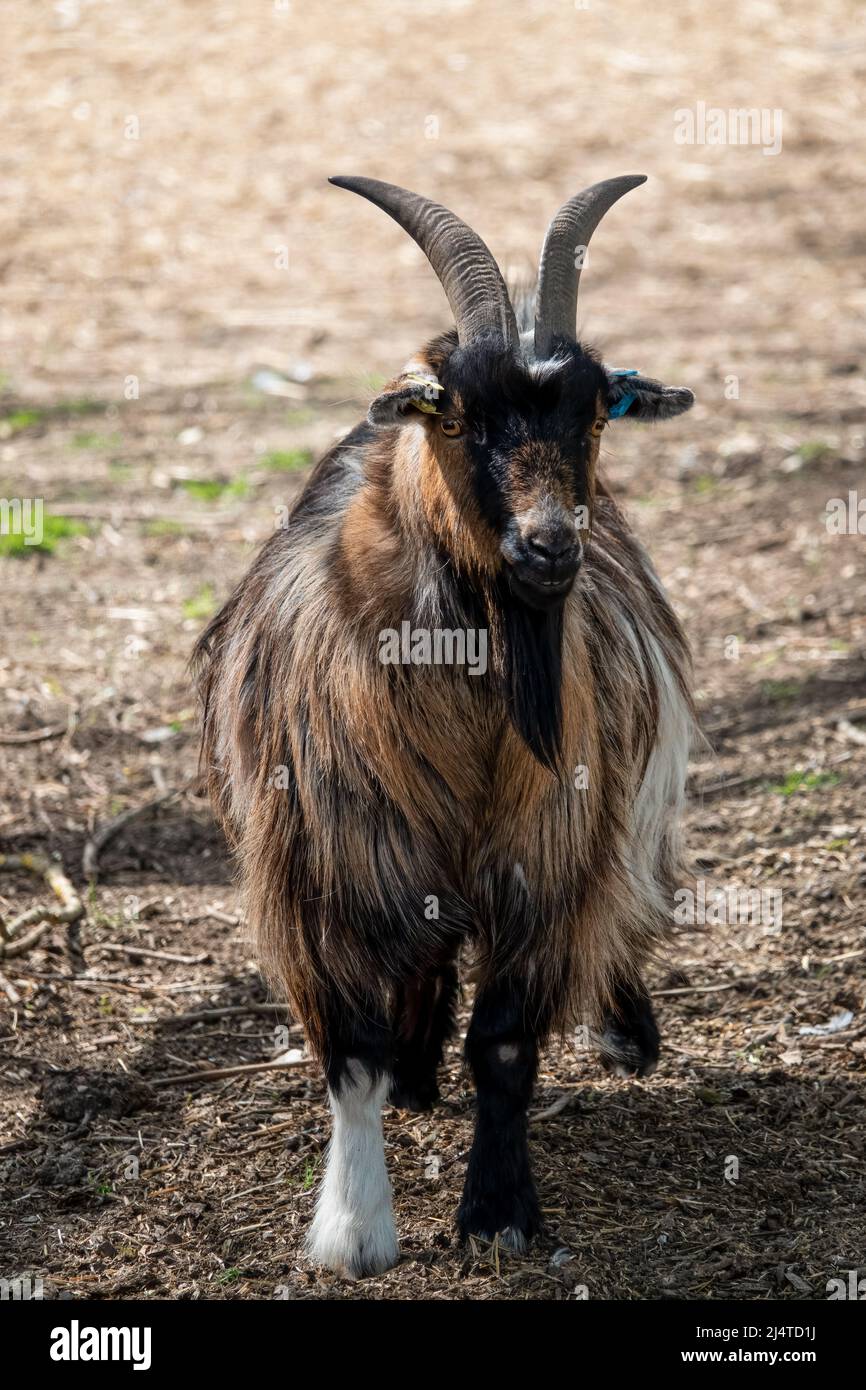 Finnish Landrace Goat