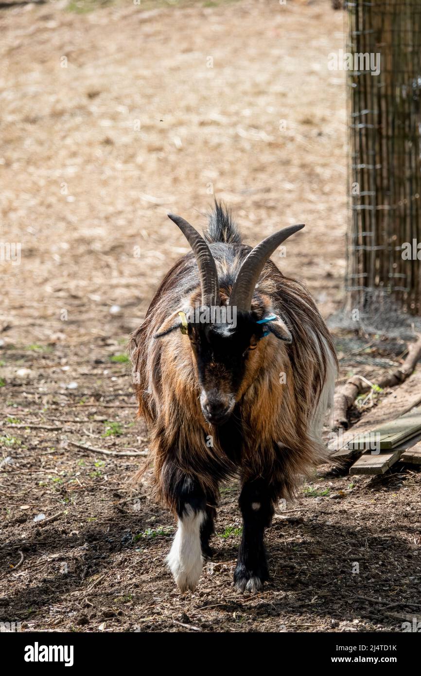 Finnish landrace goat hi-res stock photography and images - Alamy