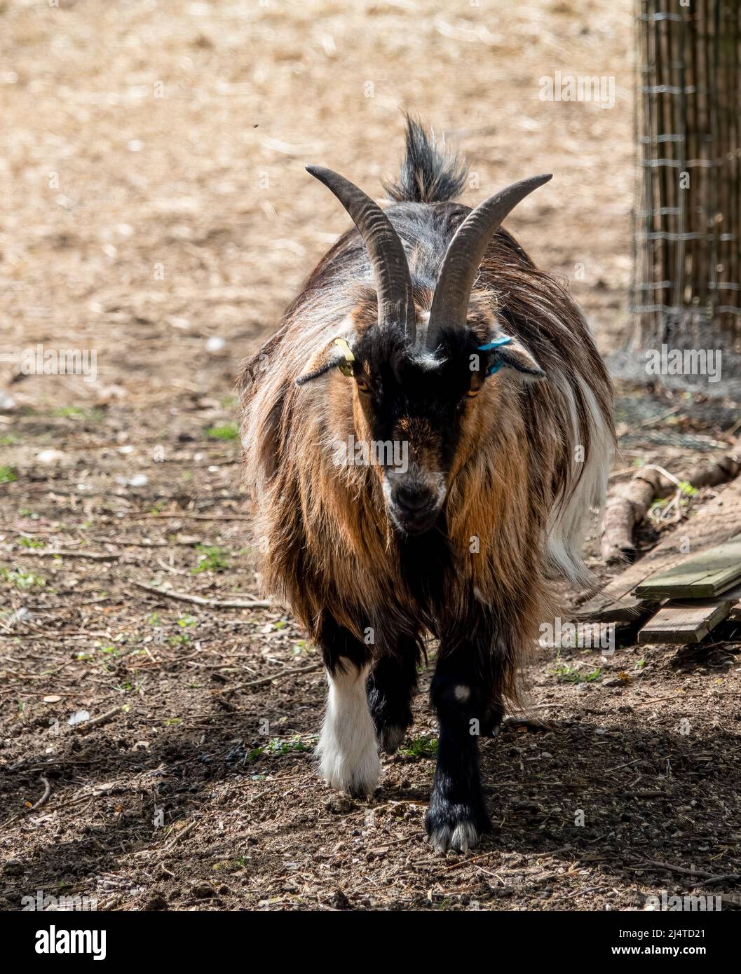 closeup of a Finnish Landrace goat (Capra aegagrus hircus Stock Photo ...
