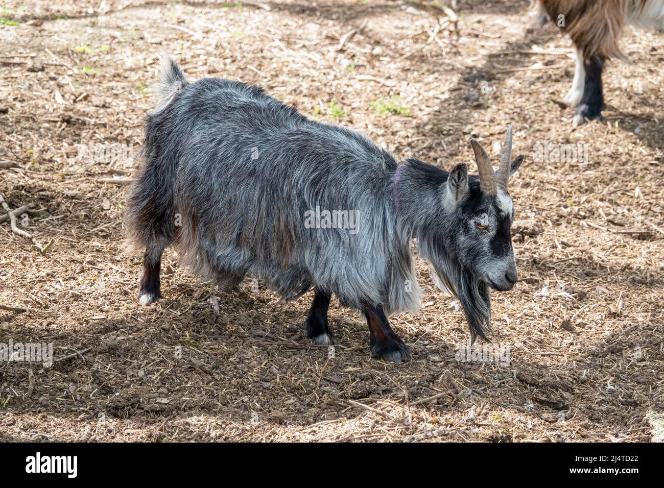 closeup of a Finnish Landrace goat (Capra aegagrus hircus Stock Photo ...