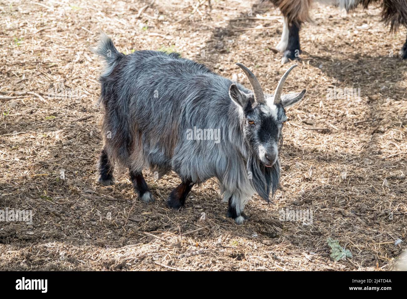 Finnish Landrace Goat