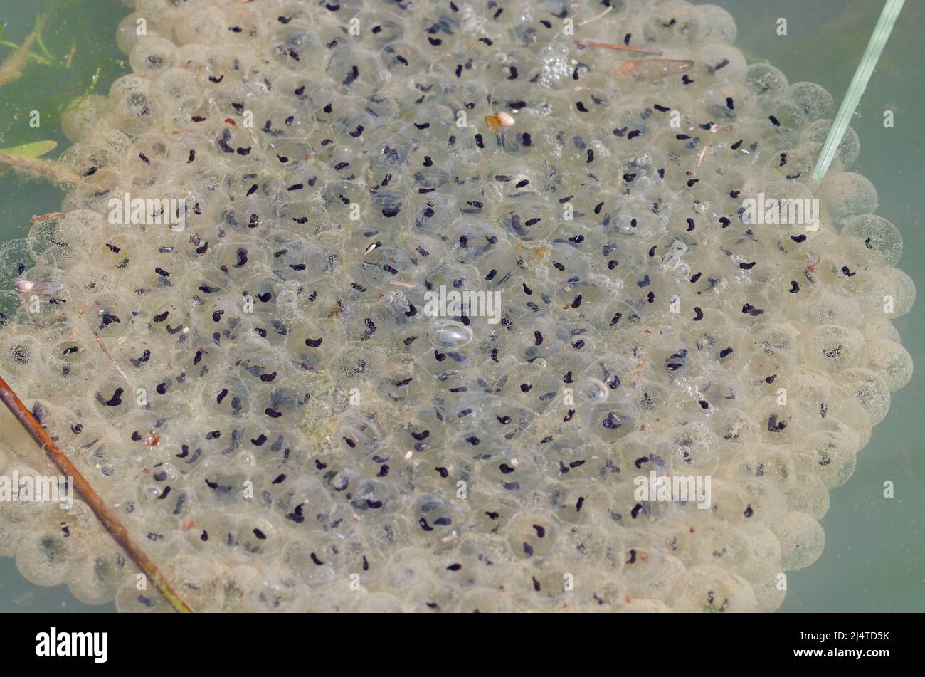 Froscheier im Wasser Stock Photo - Alamy