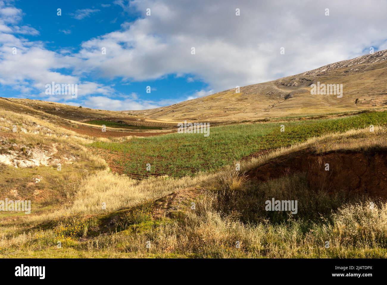 potato field, altitude 3800 meters in the Andes of Peru Stock Photo - Alamy