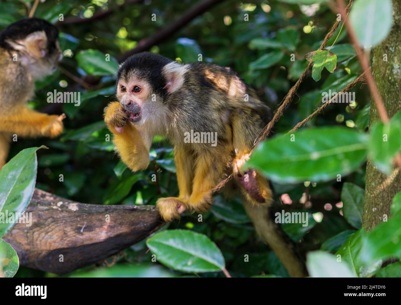 Yellow arms hi-res stock photography and images - Alamy