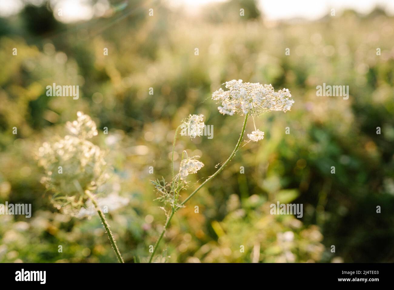 Queen Anne's Lace flower in the field Stock Photo - Alamy