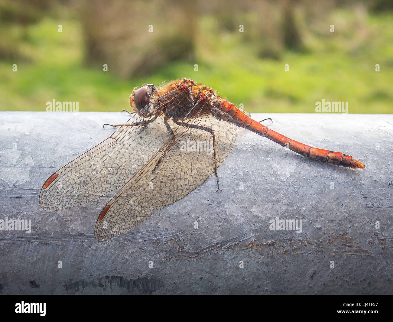 Common Darter dragonfly on the bar of a metal gate Stock Photo - Alamy