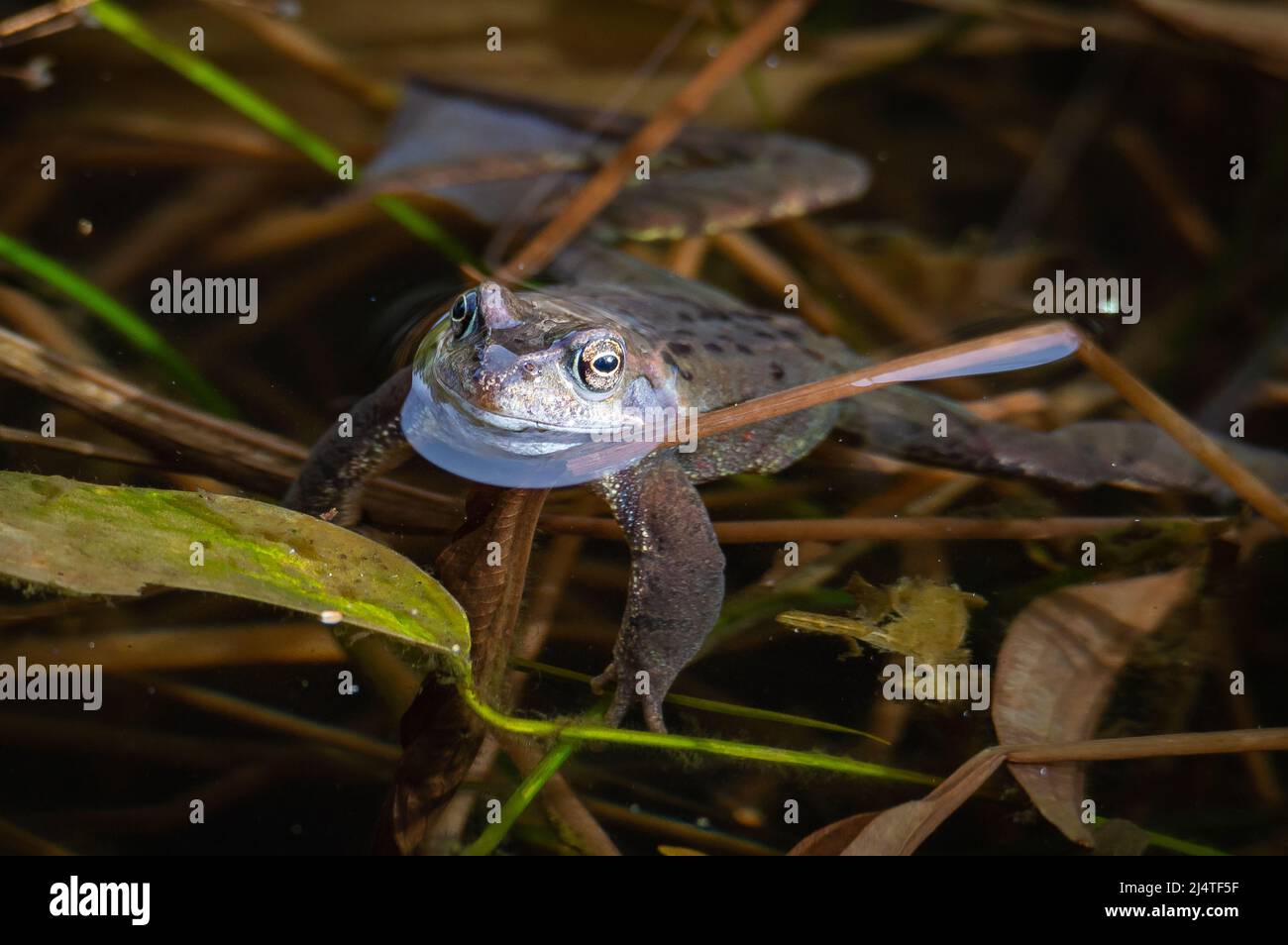 Frog floating and looking out from a pond Stock Photo - Alamy