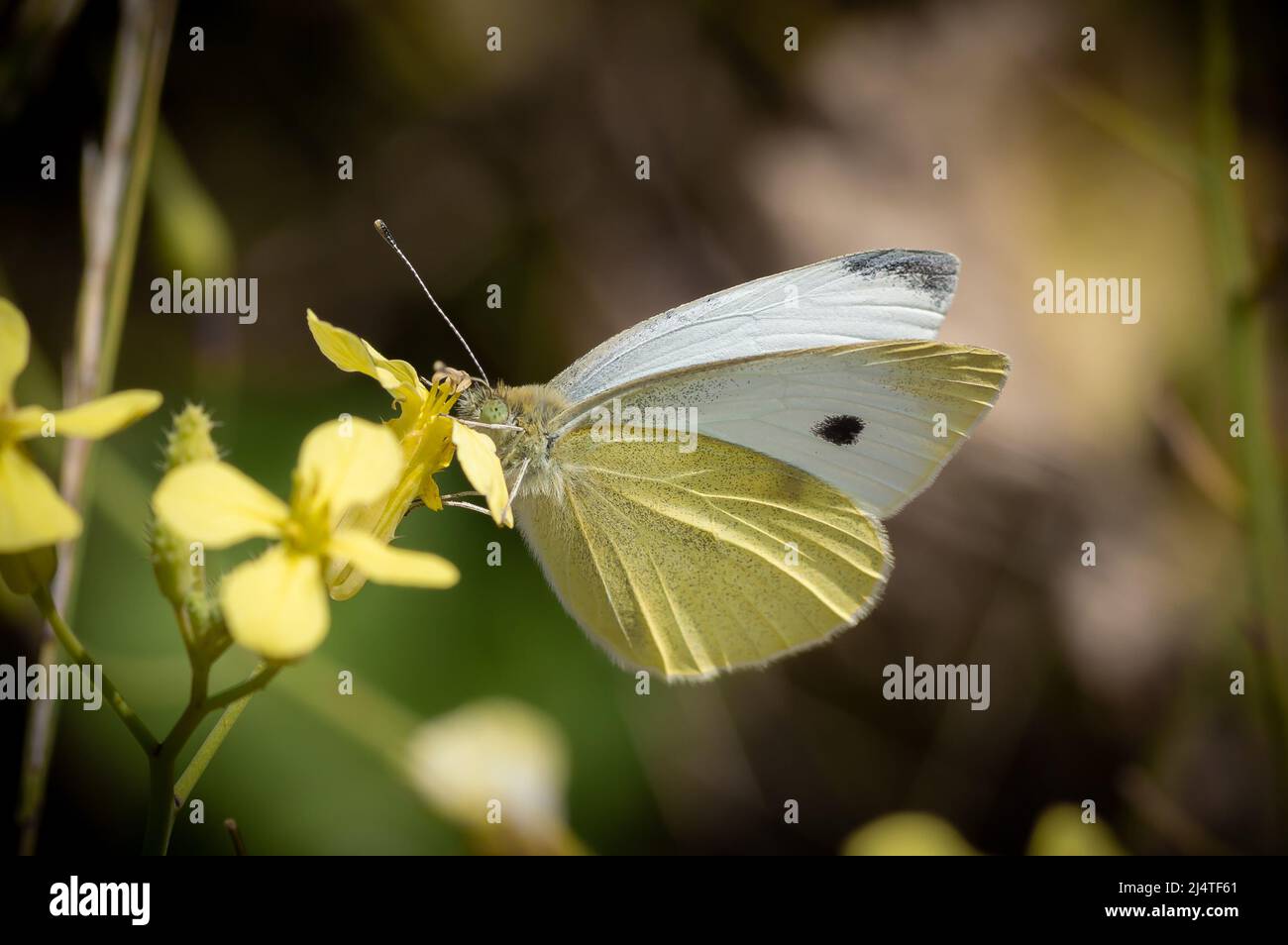 Sea radish hi-res stock photography and images - Alamy
