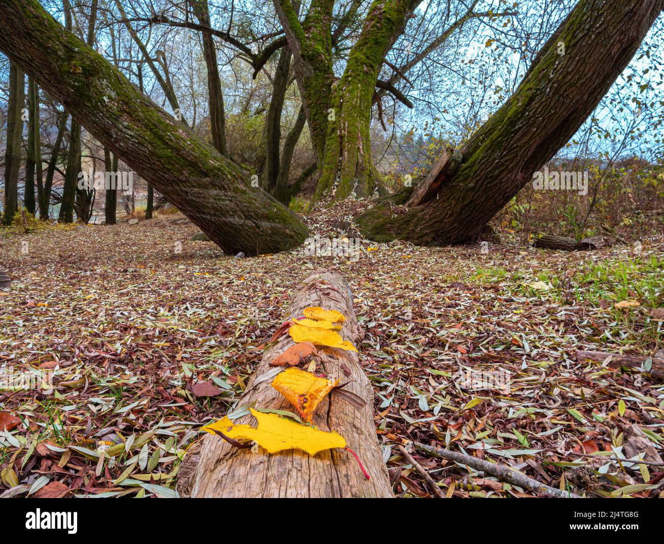 Autumn scenery with three tree trunks and yellow leaves in foreground ...