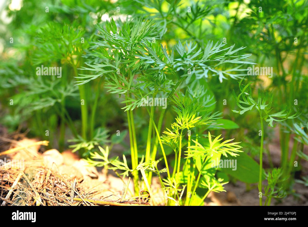 Row carrot hi-res stock photography and images - Alamy