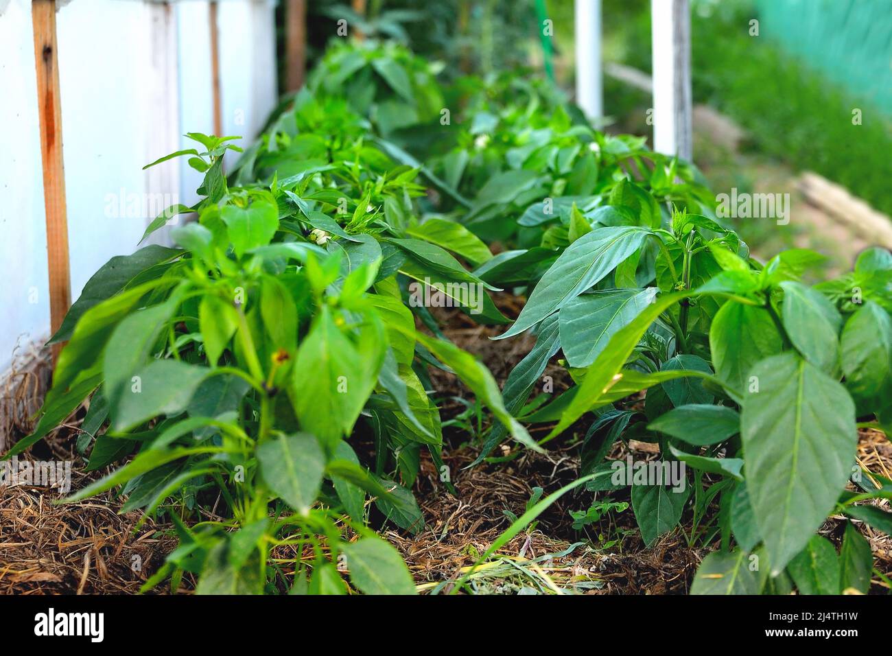 pepper bushes, young pepper plants in a village mini greenhouse ...