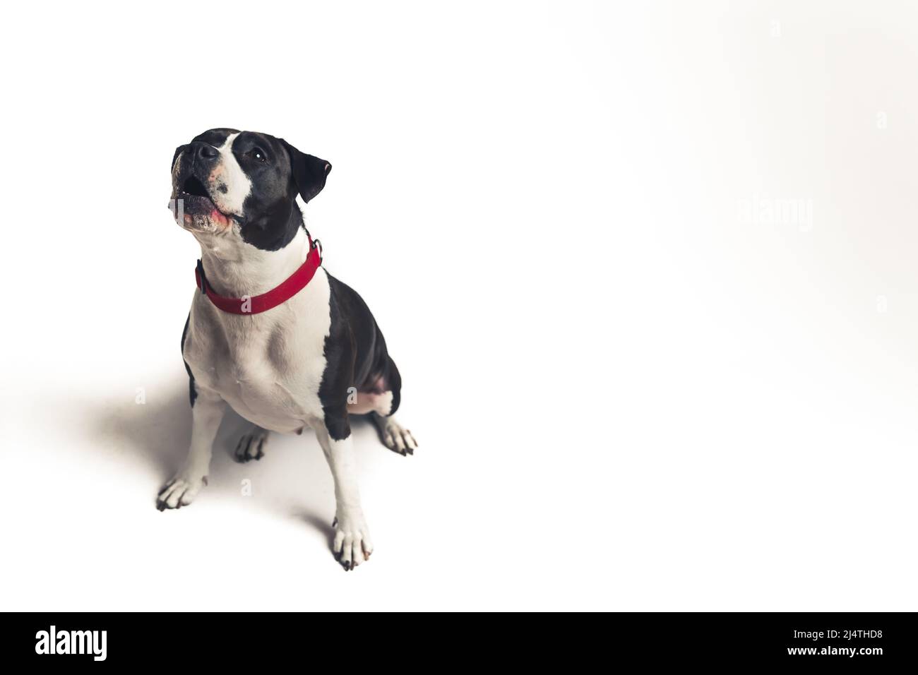 Pure breed American Staffordshire Terrier dog sitting in a studio and ...