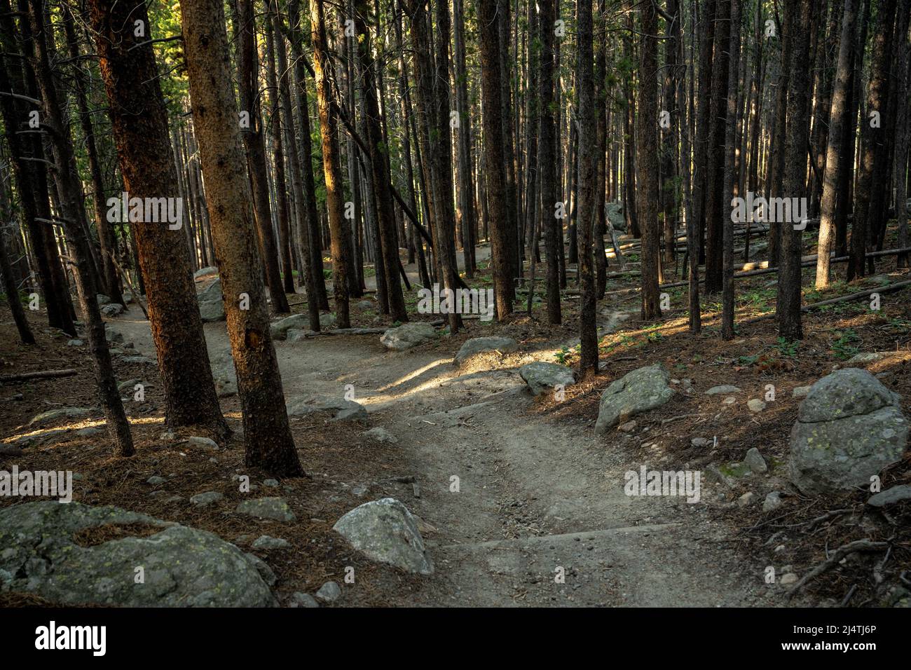 Dirt Trail Snakes Through Trees Descending From Bierstadt Lake in Rocky ...