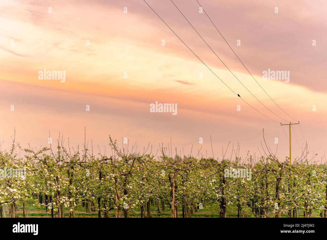 Golden Green, Kent, England. 17 April 2022. Easter Sunday sunset with ...